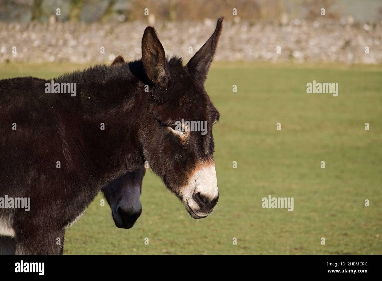 Donkey side view cute hi-res stock photography and images - Alamy
