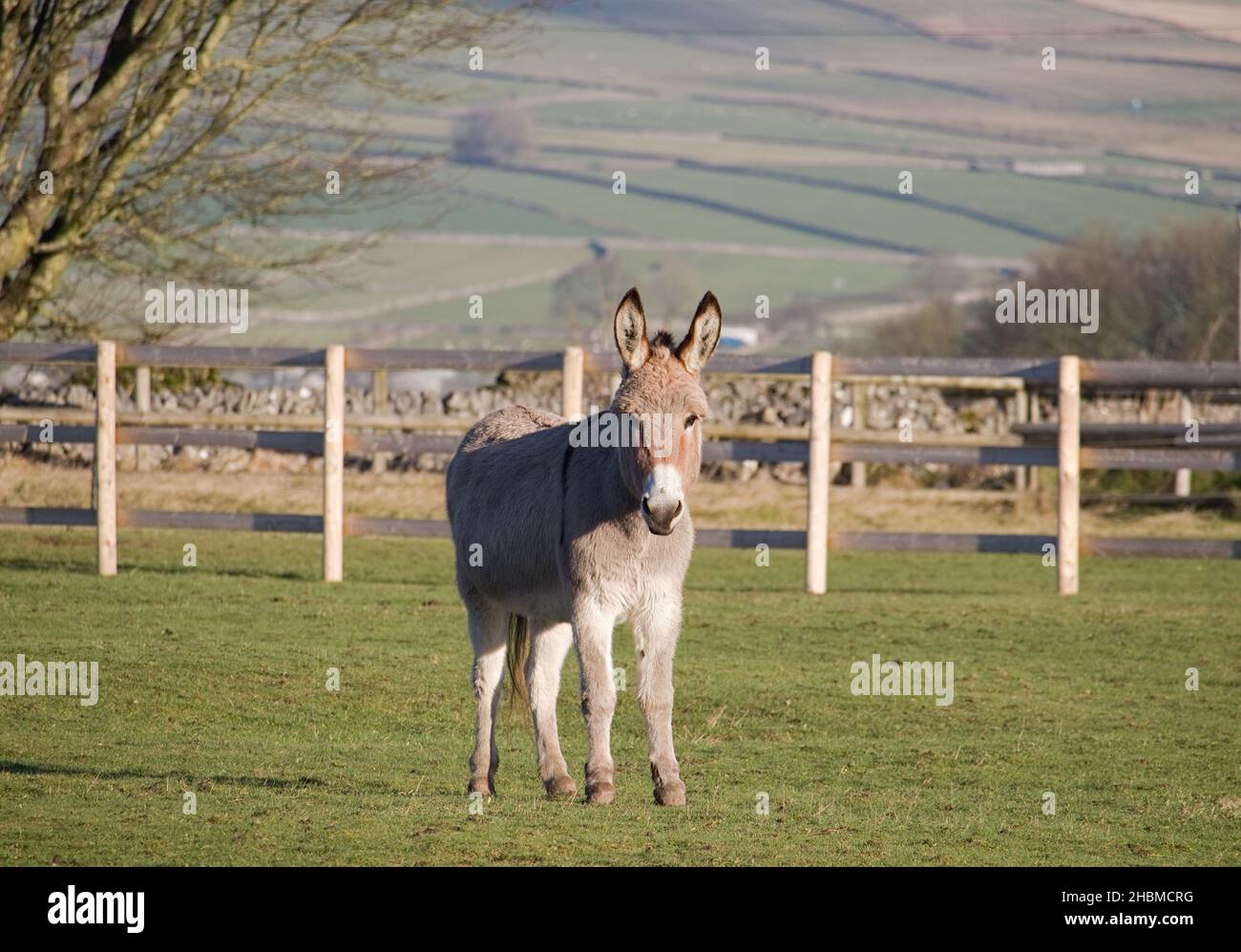 Uk donkey ears hi-res stock photography and images - Alamy