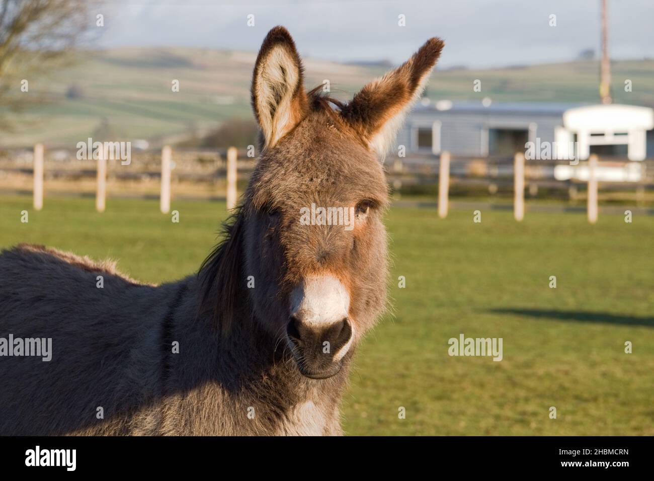 Close up donkeys ears hi-res stock photography and images - Alamy