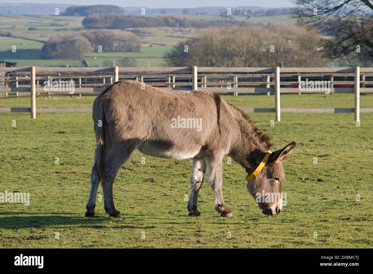 Nice Donkey In England Side View Stock Photo - Alamy