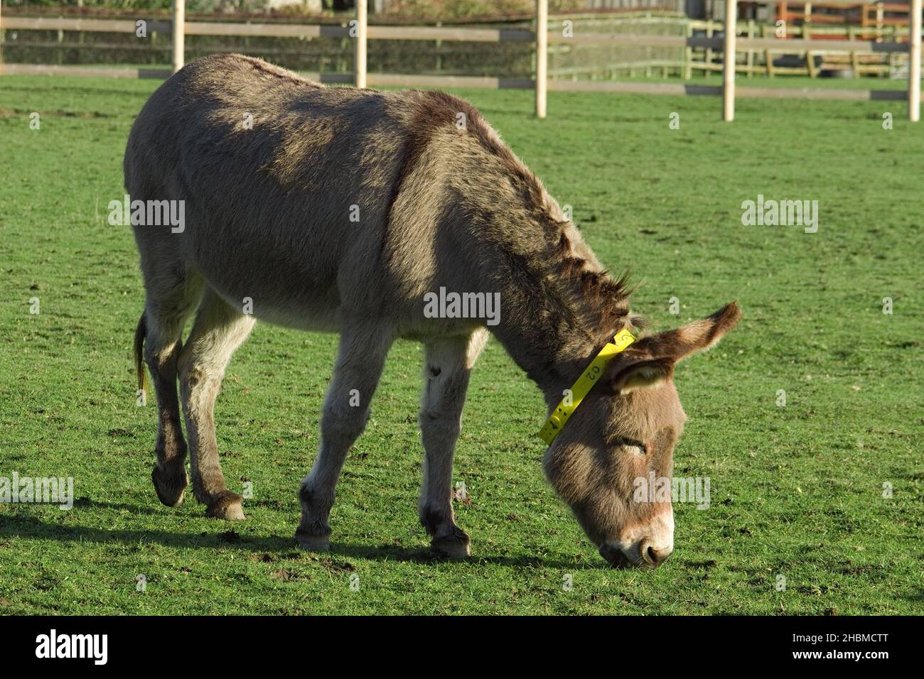 Nice donkey hi-res stock photography and images - Alamy