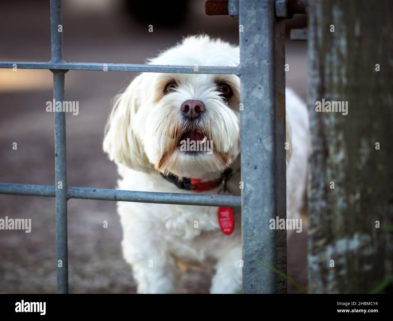 View of little white dog barking through metal fence Stock Photo - Alamy