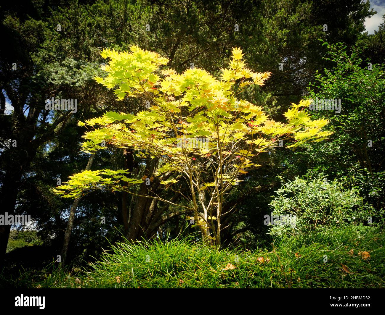 View of Korean Maple Acer Pseudosieboldianum tree Stock Photo - Alamy
