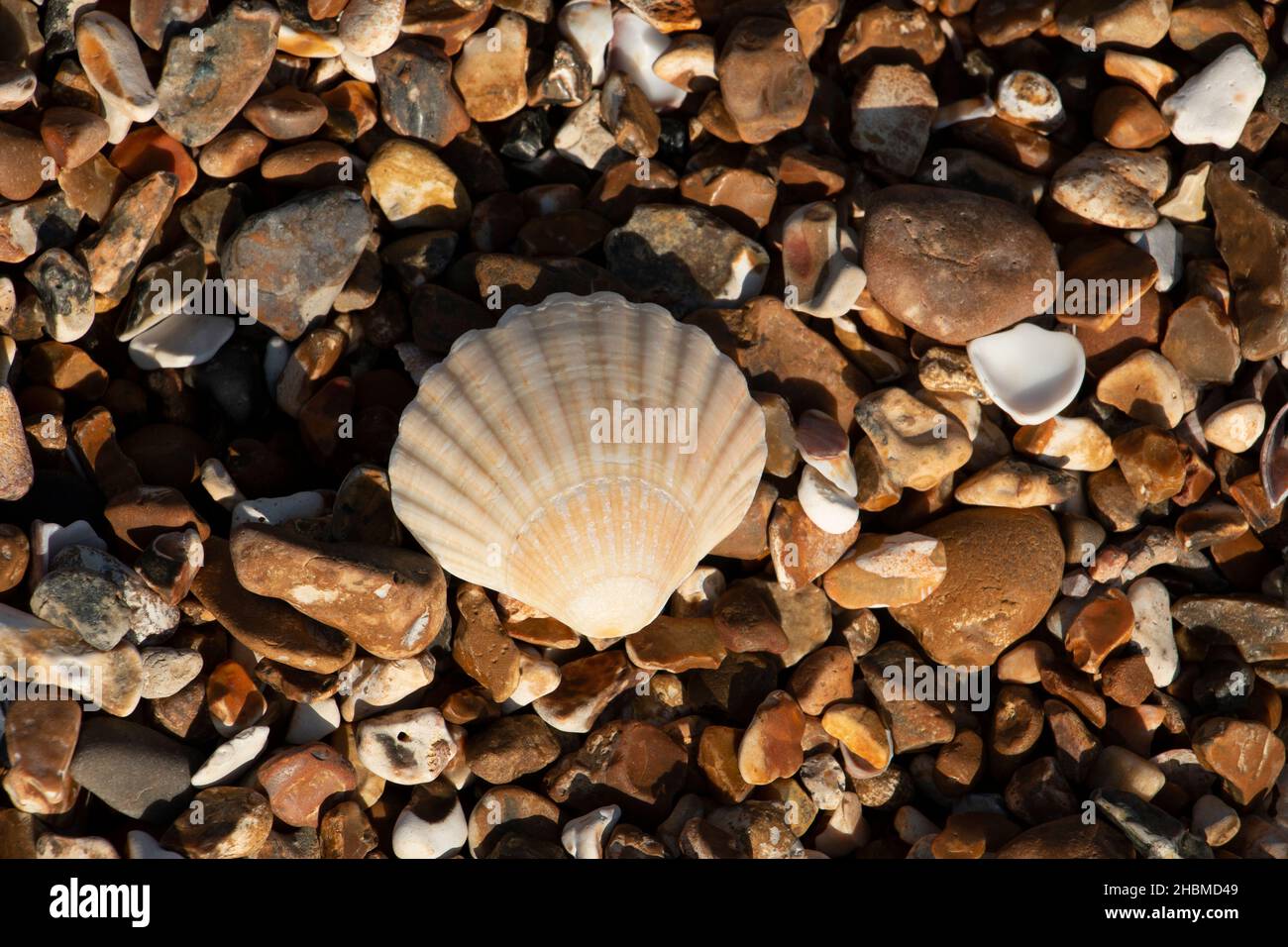 Pebbles And Sea Shells On The Beach Stock Photo - Alamy
