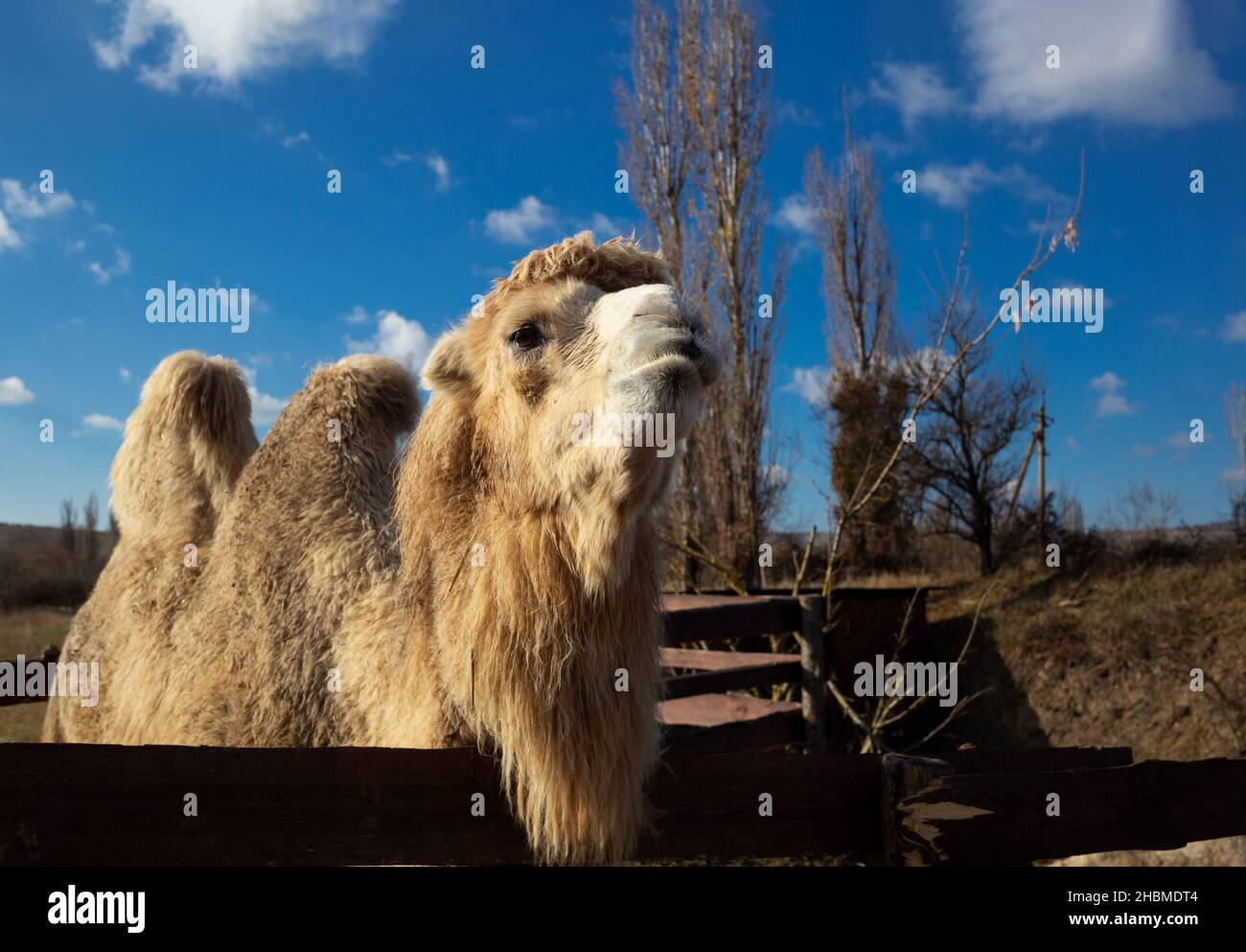 Australian camel farm hi-res stock photography and images - Alamy