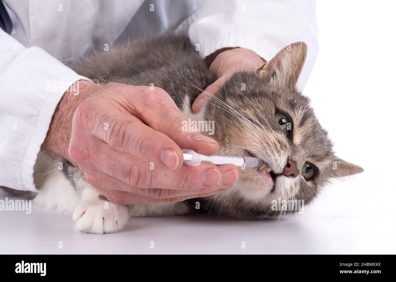 Cat getting medication at veterinary clinic Stock Photo - Alamy