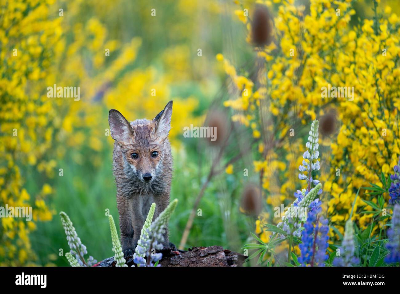 Fox in the rain hi-res stock photography and images - Alamy
