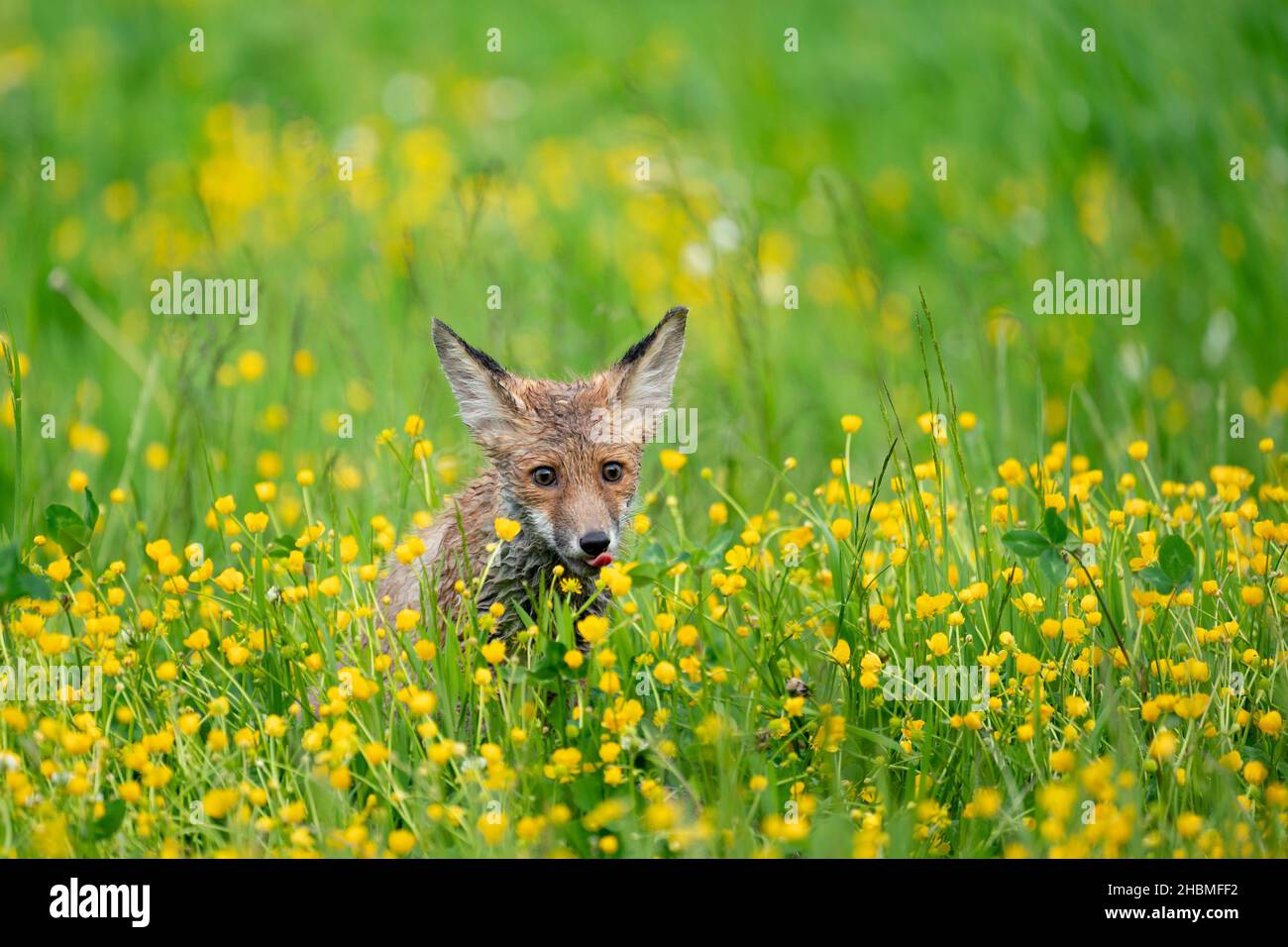 wild fox in nature after rain (CTK Photo/Ondrej Zaruba Stock Photo - Alamy