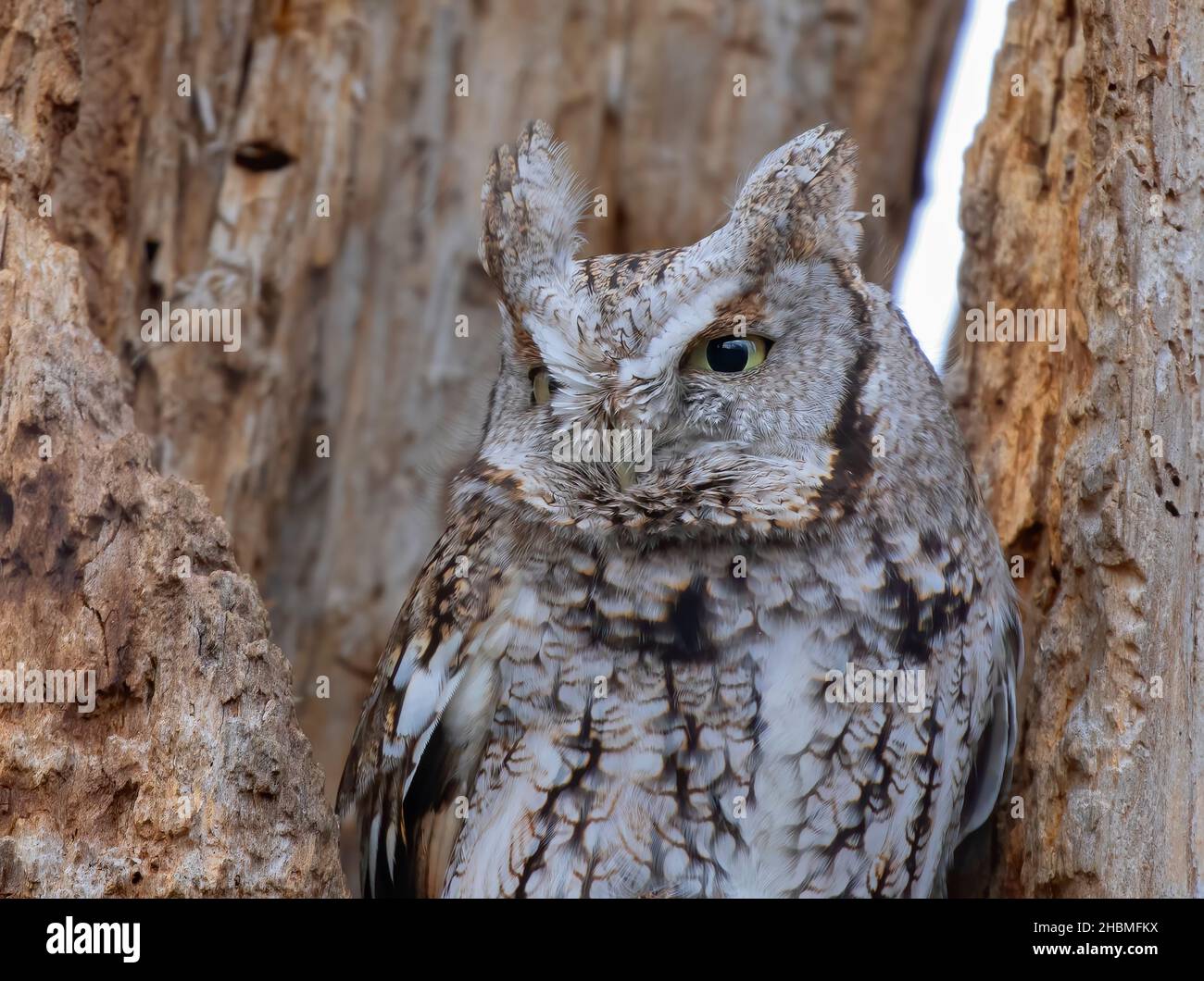 Eastern screech owl with eyes open hunts from his nest in tree in ...