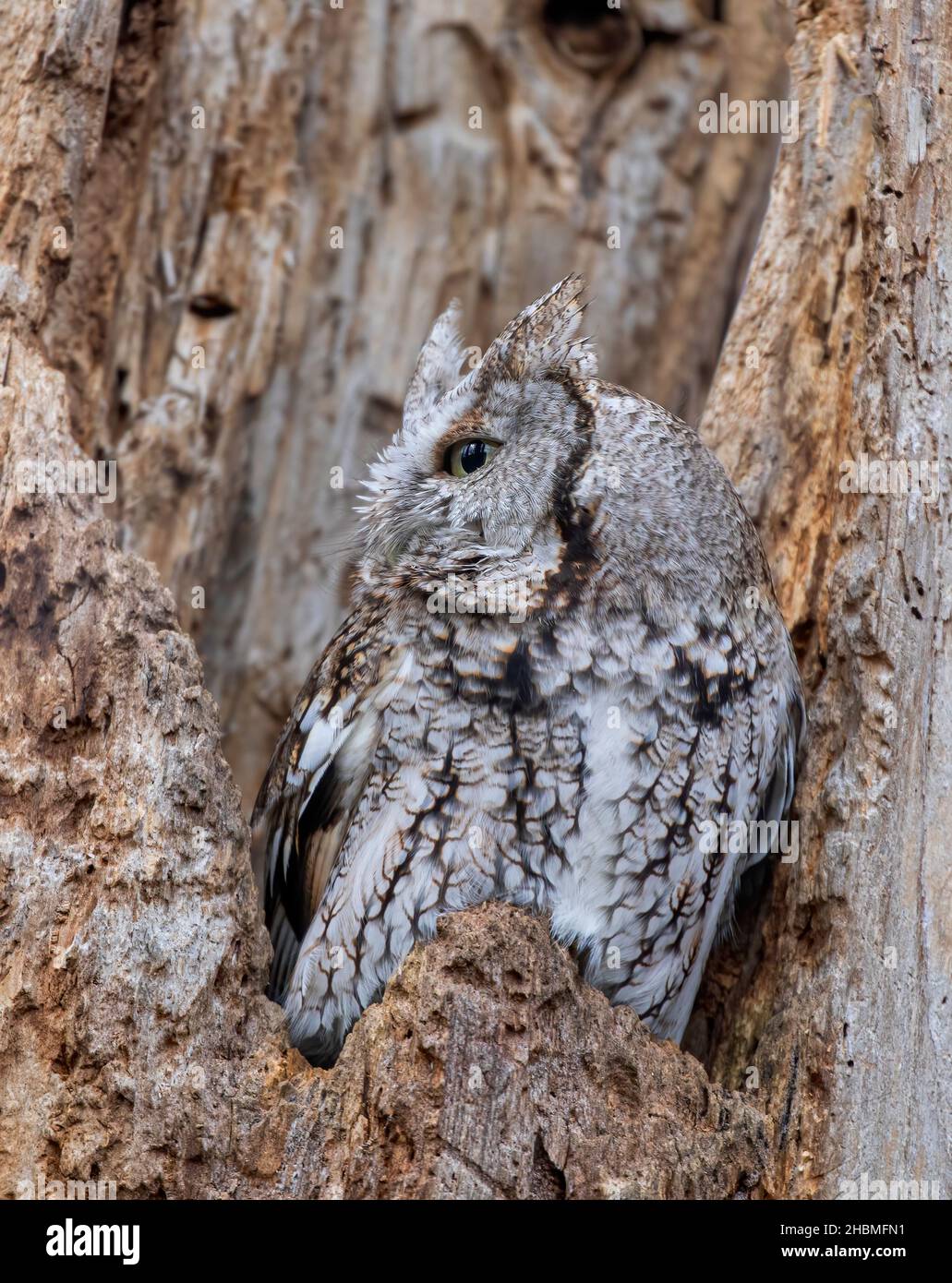 Eastern screech owl with eyes open hunts from his nest in tree in ...