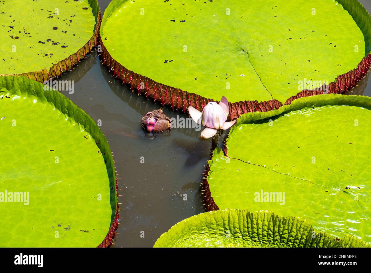 Royal victory plant, typical amazon plant, located in Alter do Chao ...