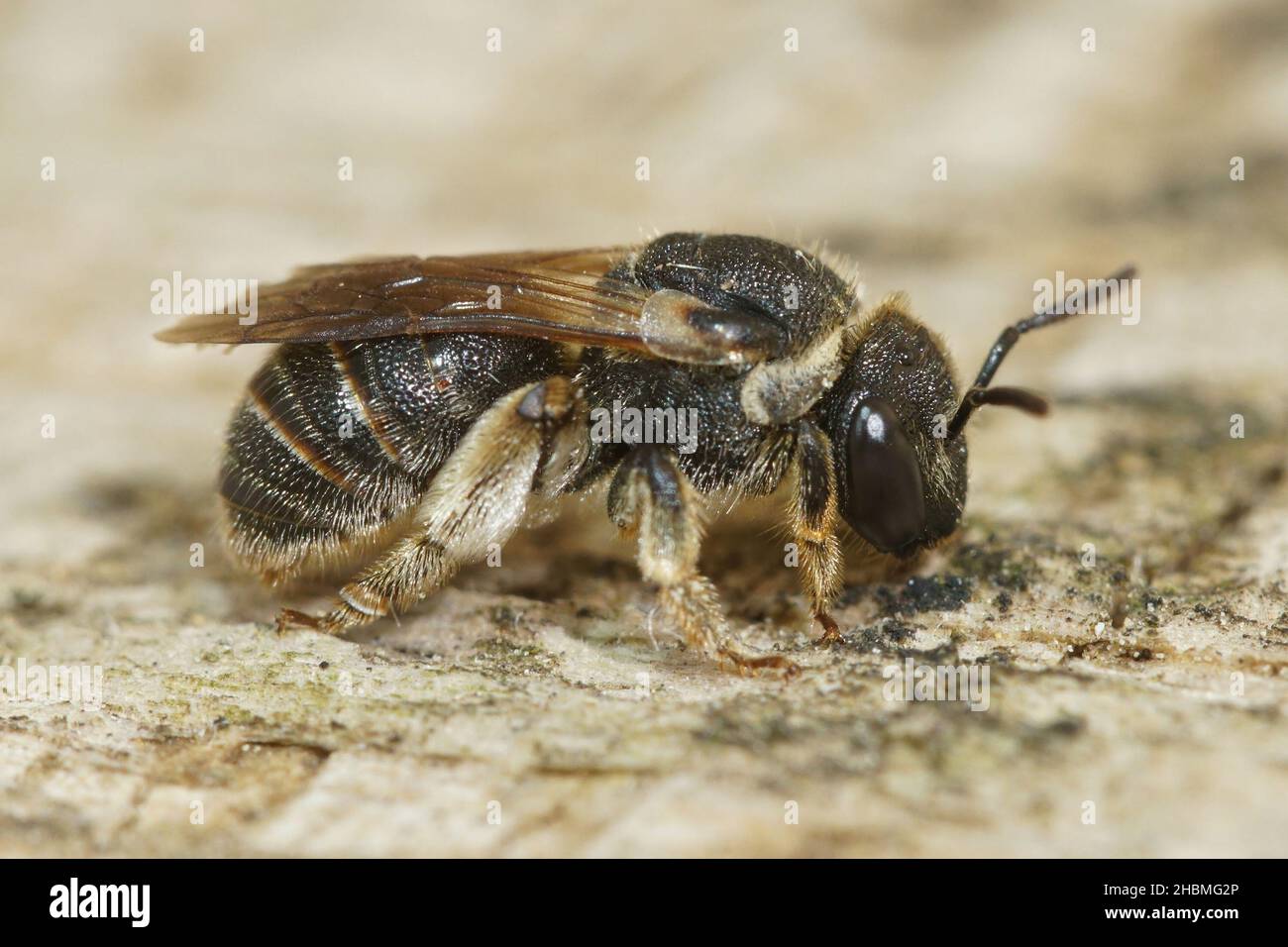 Closeup of a less common solitary bees of the Gard , Pseudapis ...