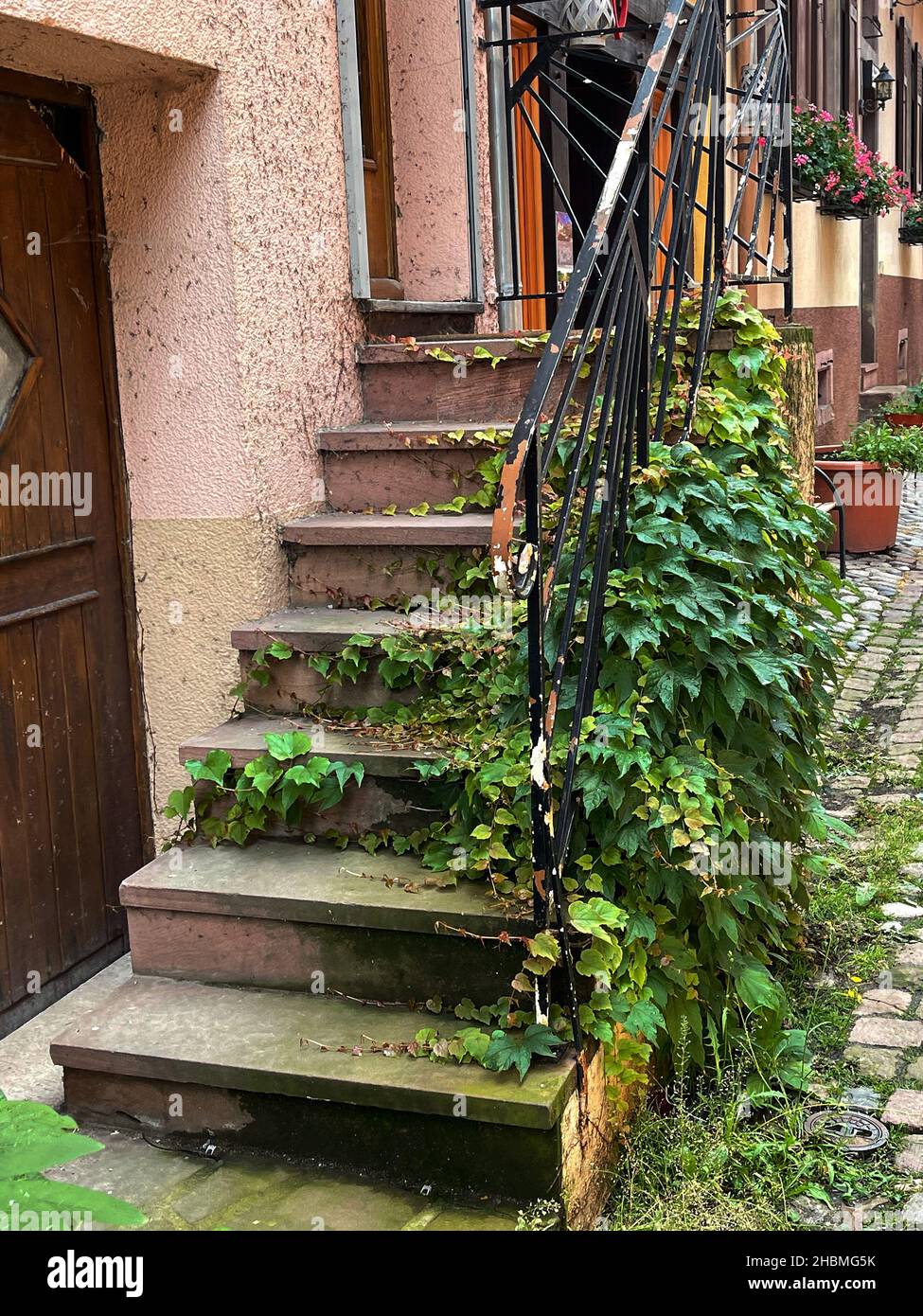 Old stone ladder with lush verdant foliage on metal fence against doors ...