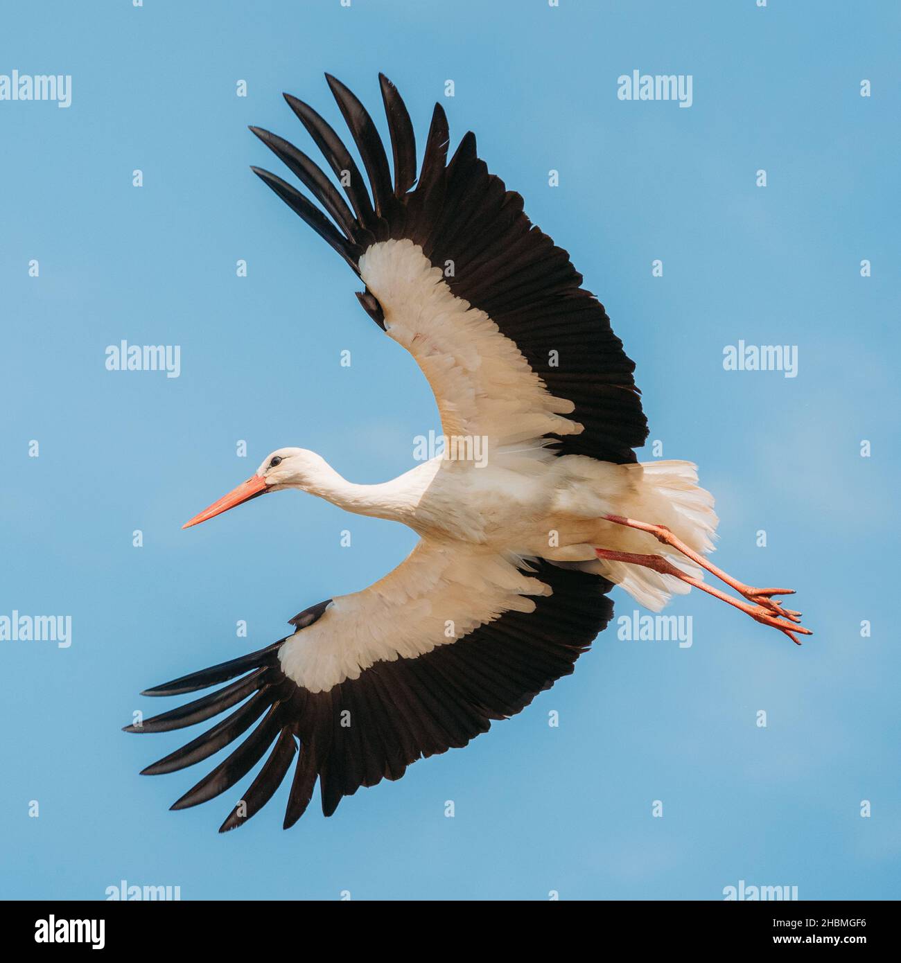 Adult European White Stork Flies In Blue Sky With Its Wings Spread Out ...