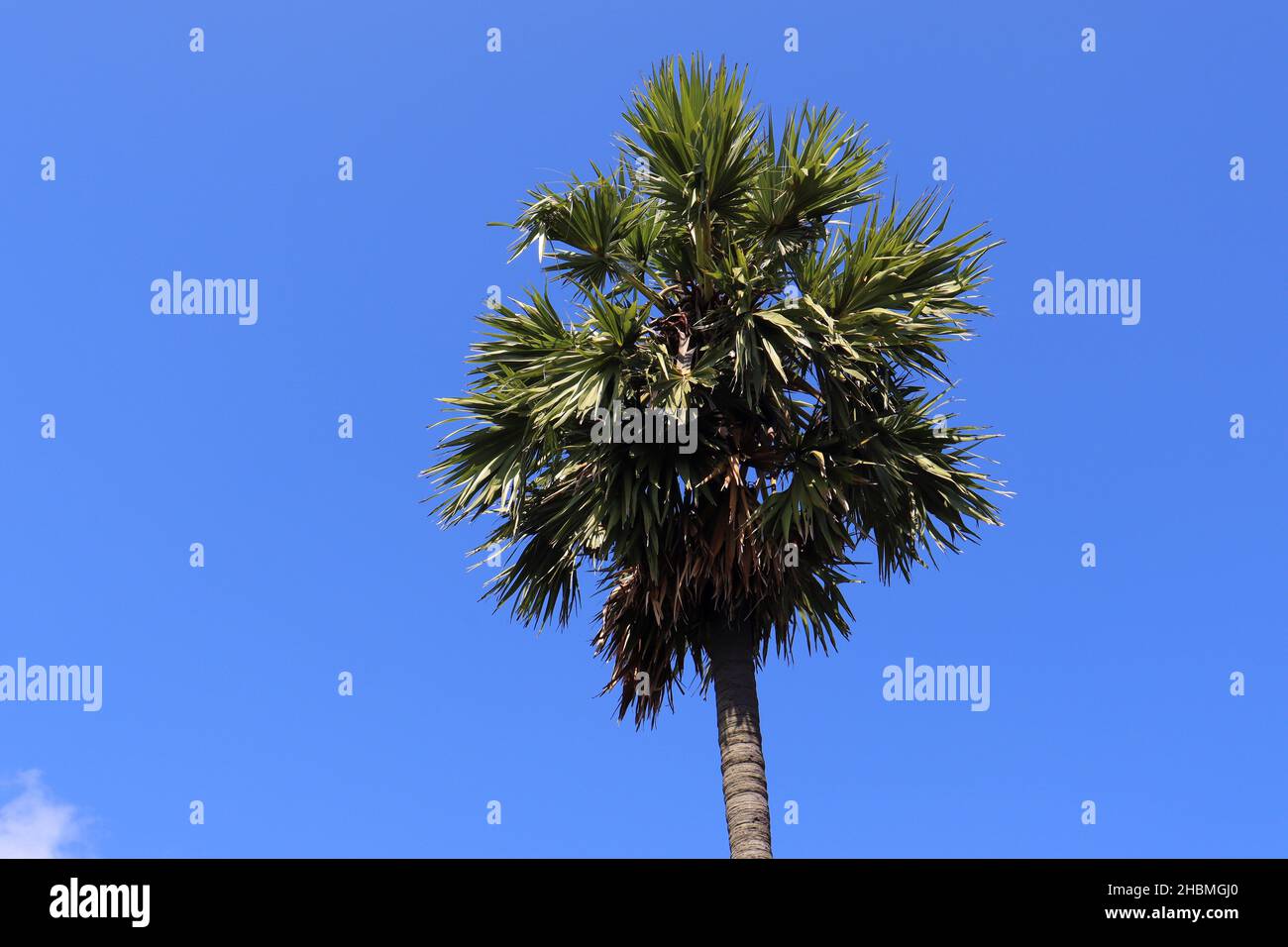 Green evergreen palm tree. Against the backdrop of blue sky Stock Photo ...