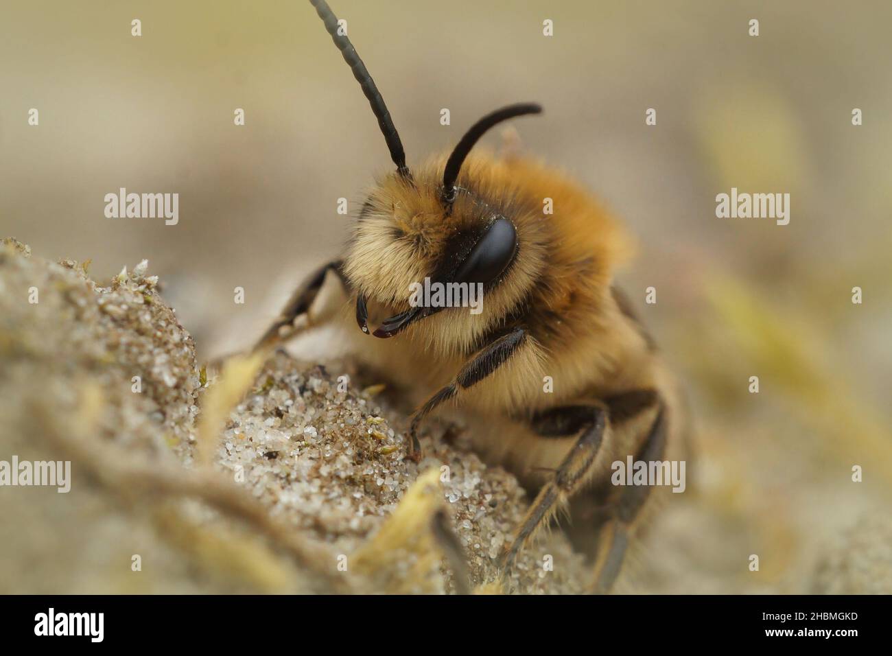 Frontal closeup of a male spring mining bee, Colletes cunicularius on ...
