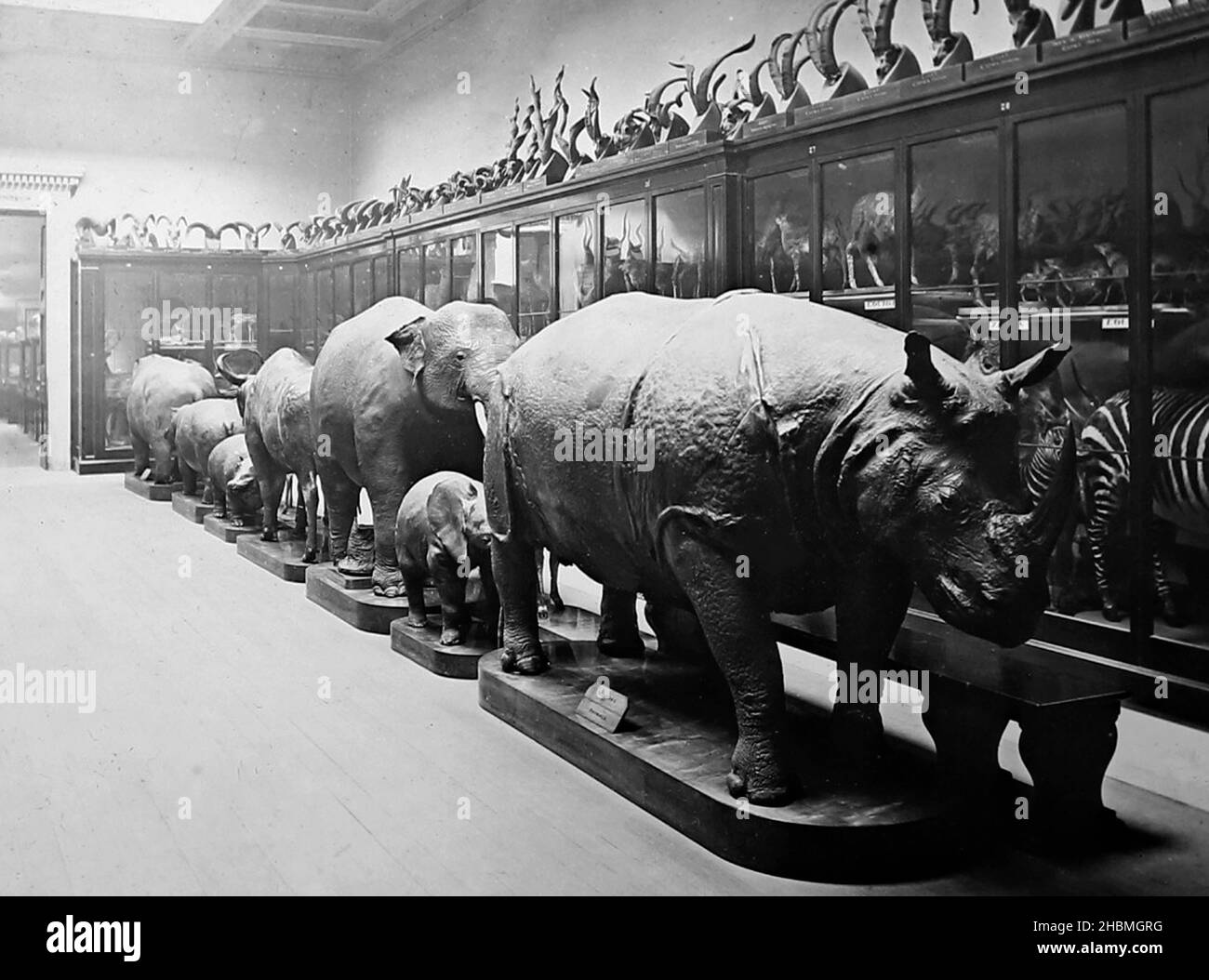 Elephants / Rhinoceros, British Museum, Victorian period Stock Photo ...