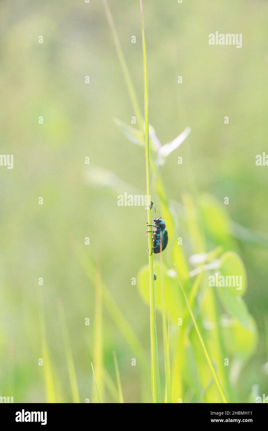 A verticselective focus shot of a bug on a plant Stock Photo - Alamy