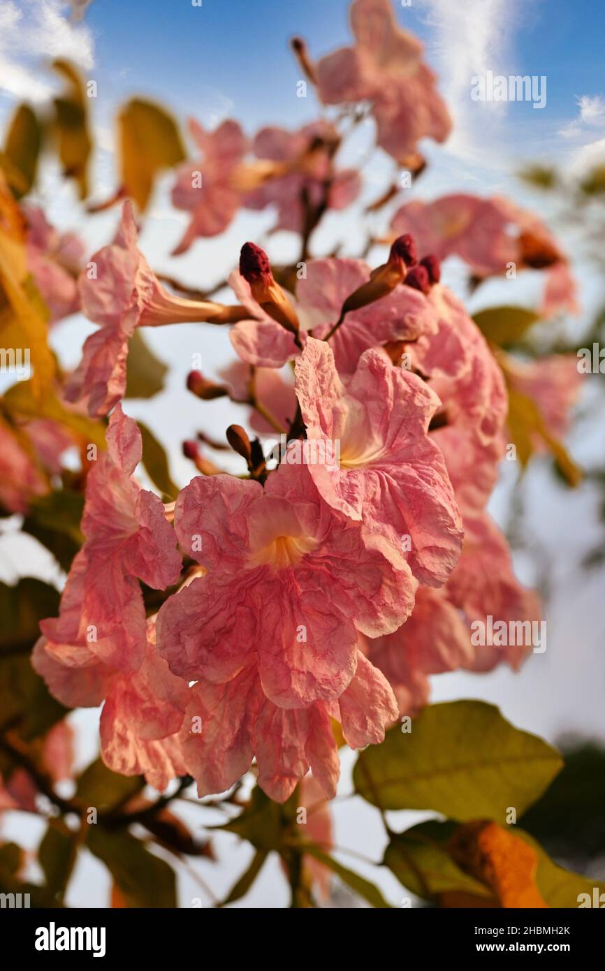 A vertical closeup of beautiful rosy trumpet tree flowers during ...
