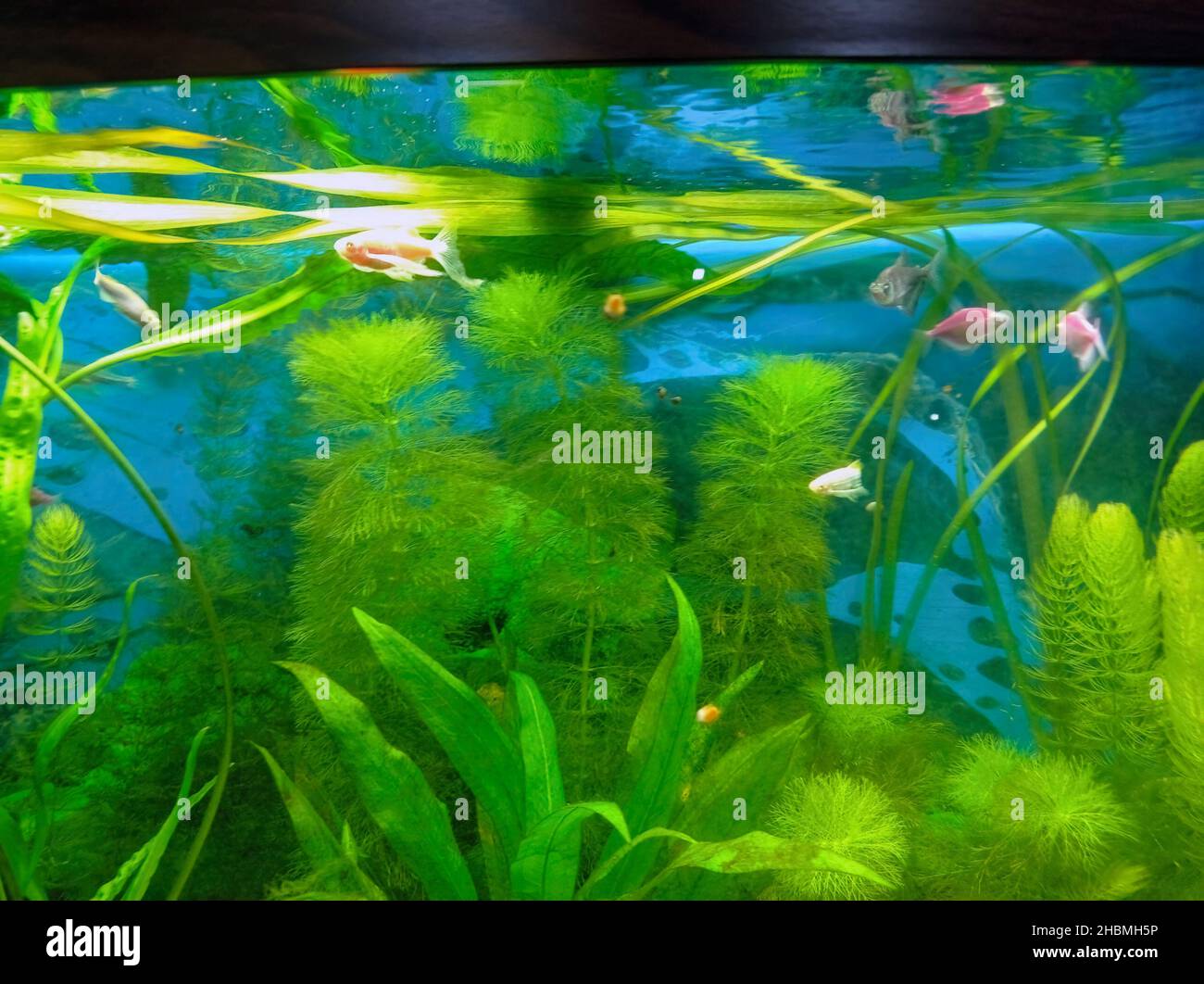 Tropical fish in a large aquarium. Natural aquarium representing ...