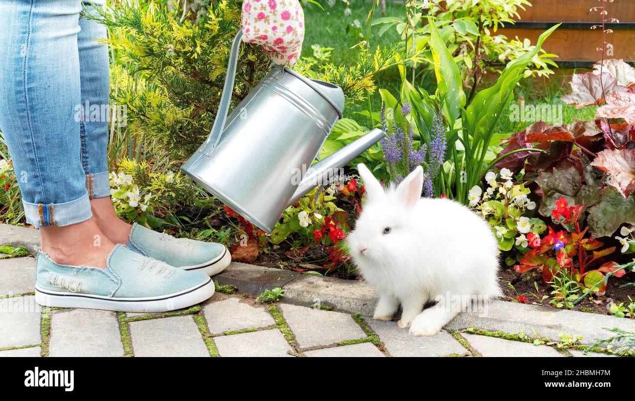 The gardener is watering the flower garden with his cute pet white ...