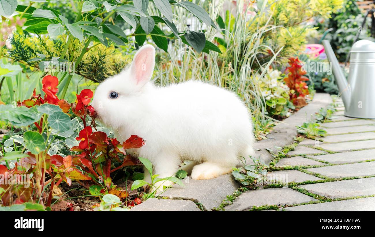 White rabbit eats plants in a beautiful flower garden outdoors. A dwarf ...