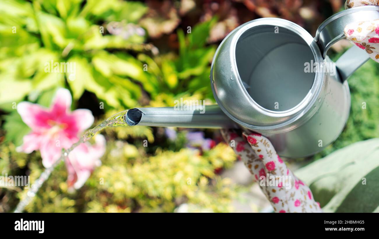 Top view gardener pouring hi-res stock photography and images - Alamy