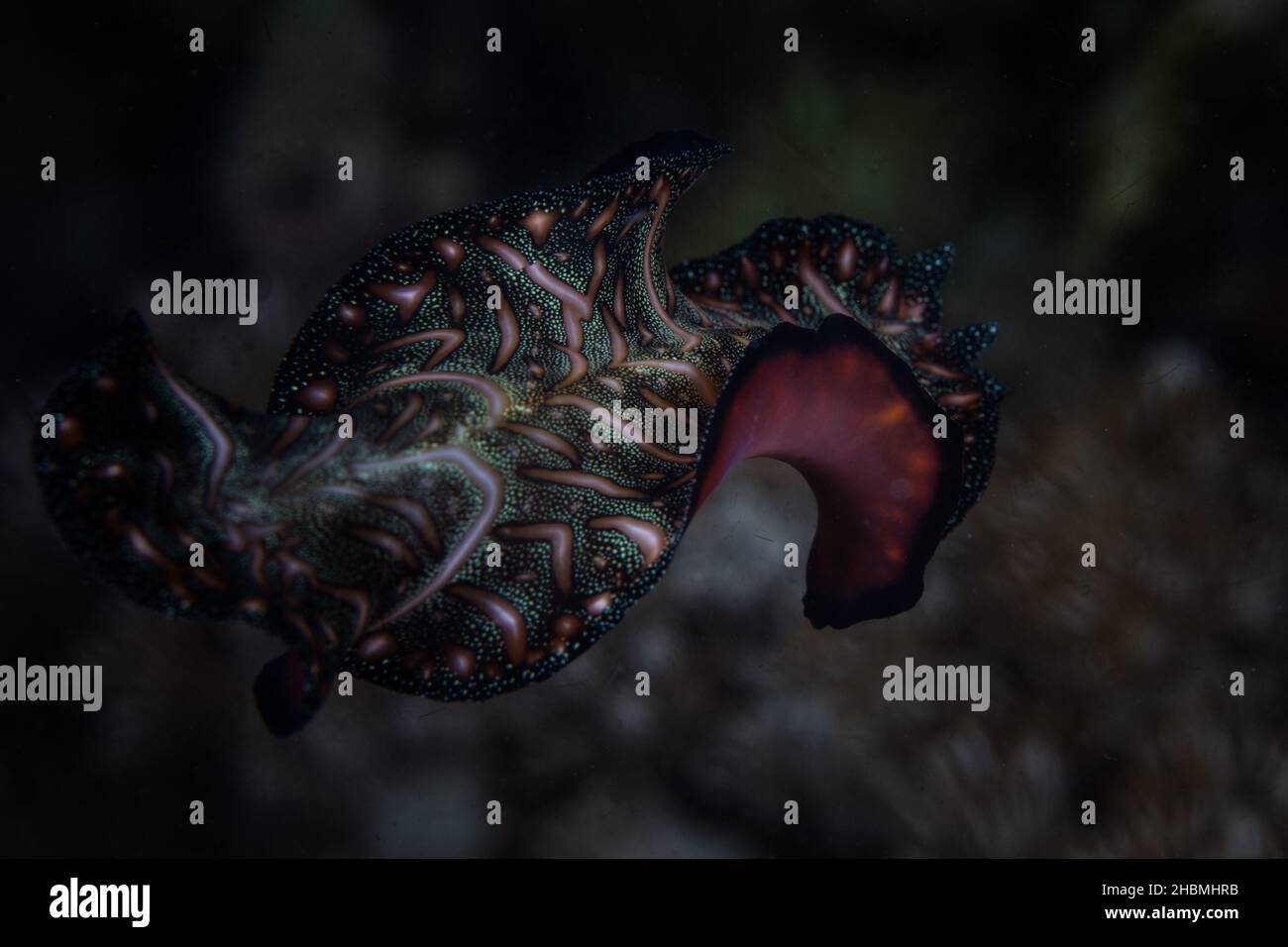 A Persian carpet flatworm, Pseudobiceros bedfordi, swims over a coral ...