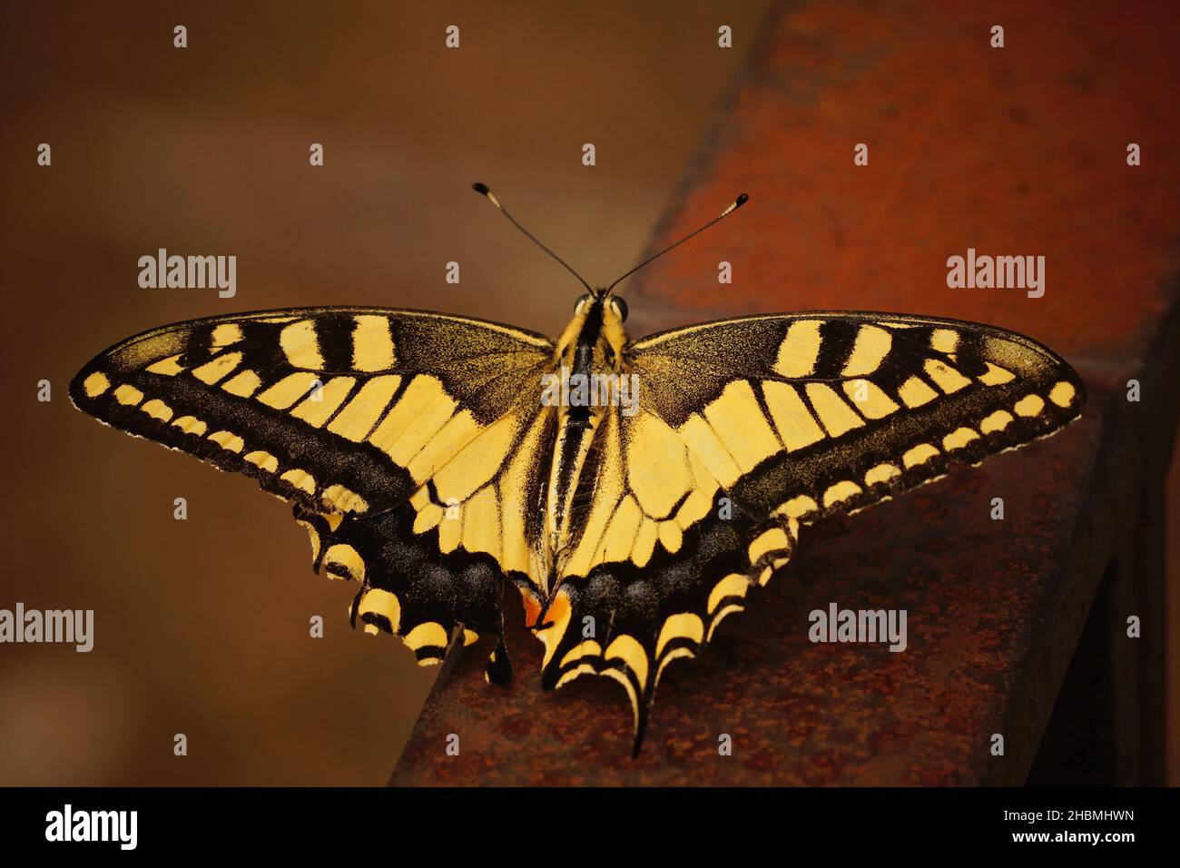 Close up of the European swallowtail , Papilio machaon with open wings ...