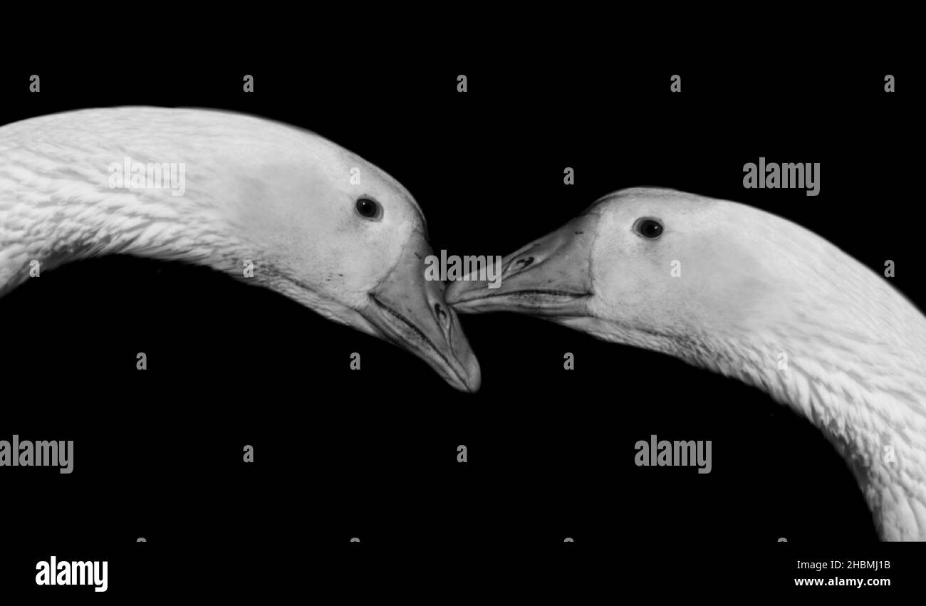 White neck male goose Black and White Stock Photos & Images - Alamy