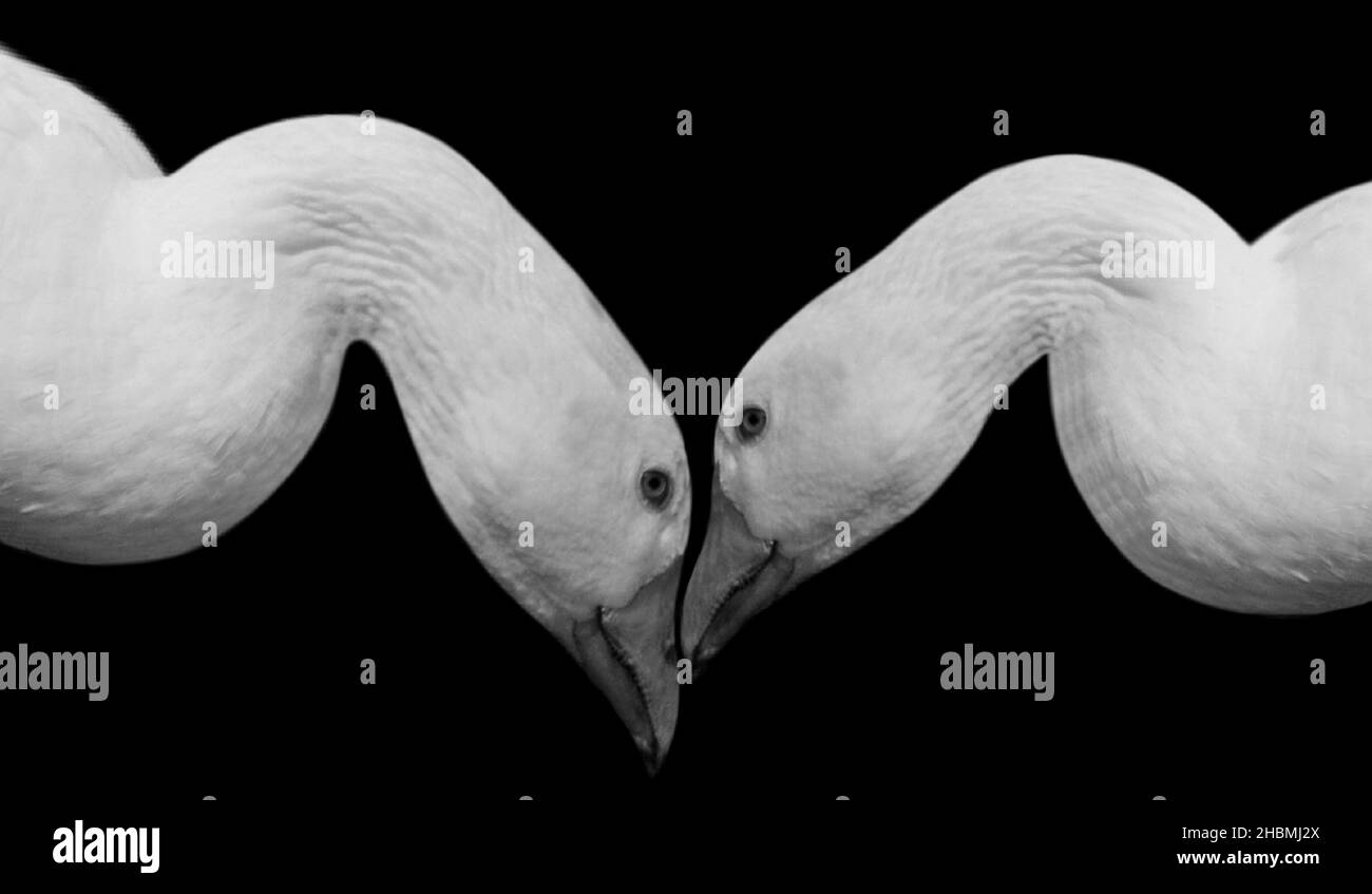 Two Beautiful Couple Goose Portrait On The Black Background Stock Photo ...