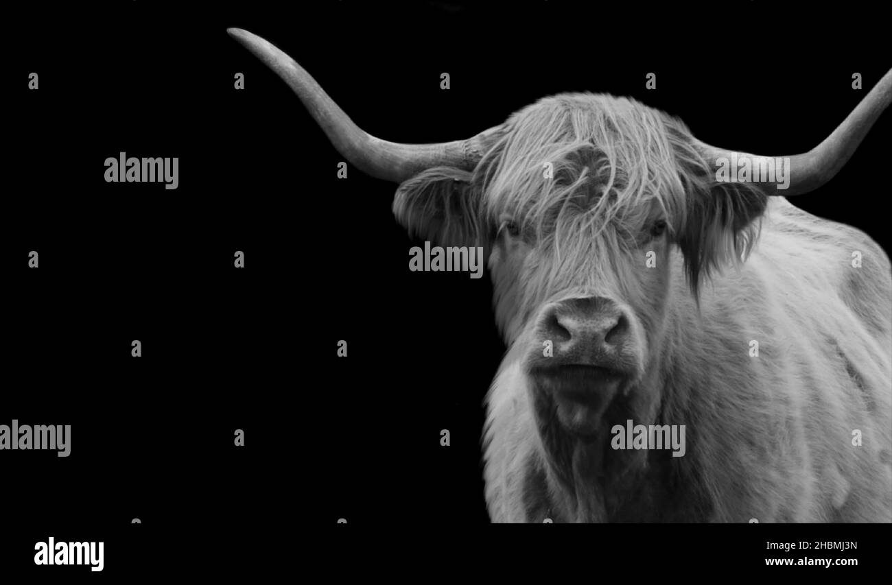 Scottish highland cattle calf Black and White Stock Photos & Images - Alamy