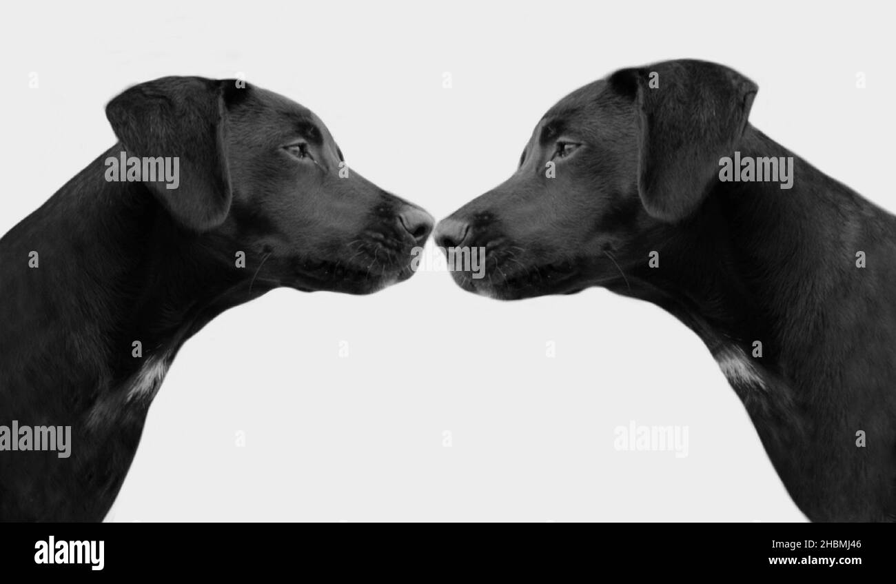 Lab with big head Black and White Stock Photos & Images - Alamy