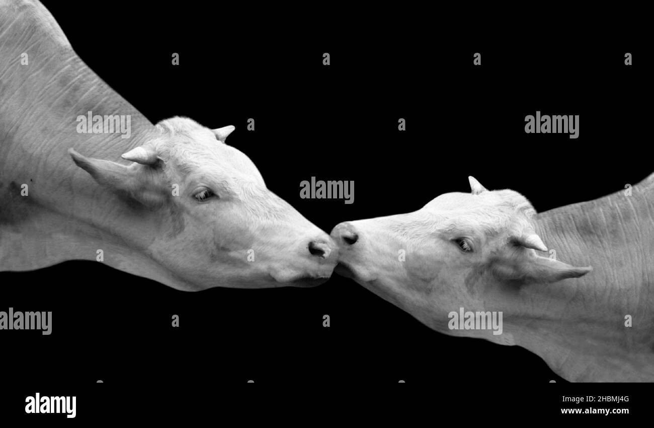 Cow face hi-res stock photography and images - Alamy