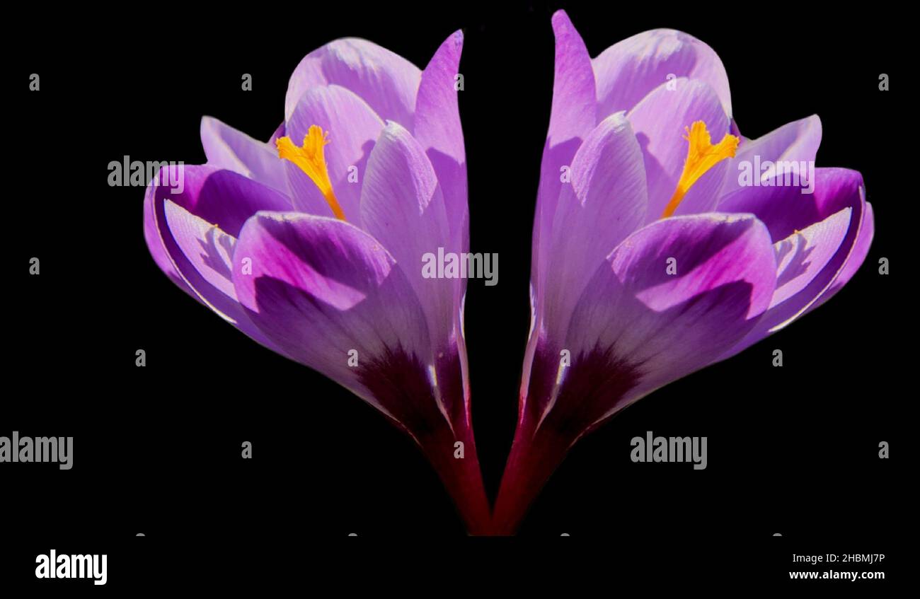Beautiful Crocus Flower On The Black Background Stock Photo - Alamy