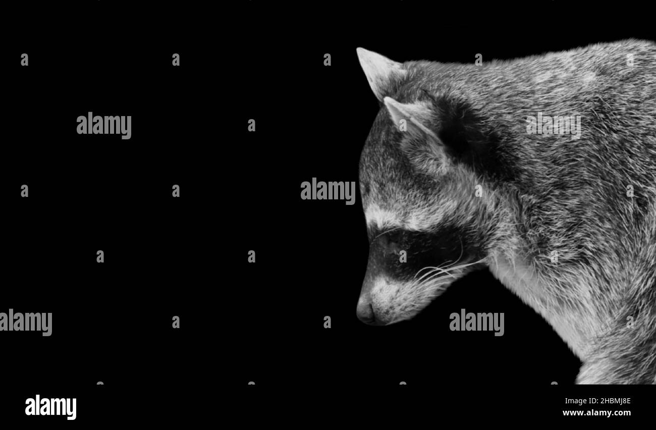 Sad raccoon face hi-res stock photography and images - Alamy