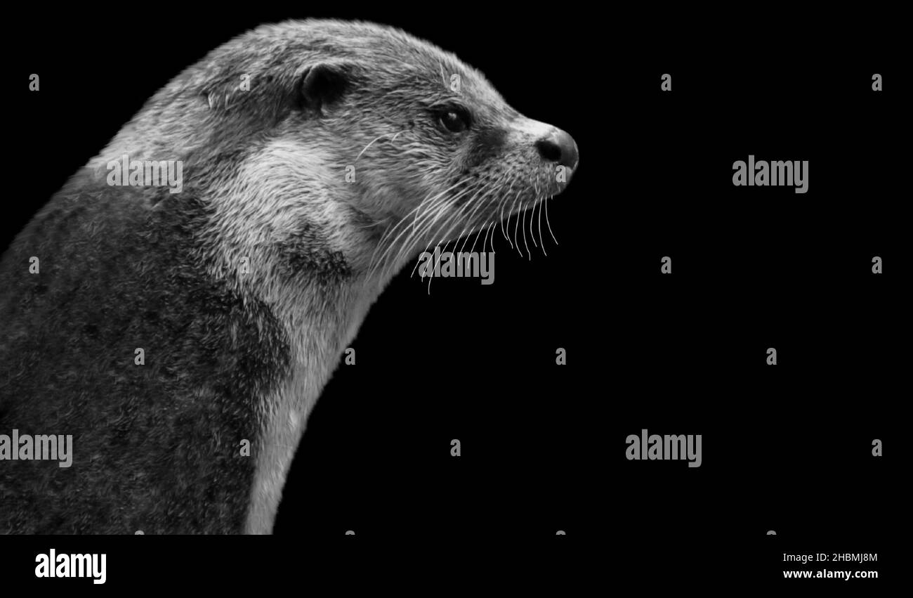 One otter Black and White Stock Photos & Images - Alamy
