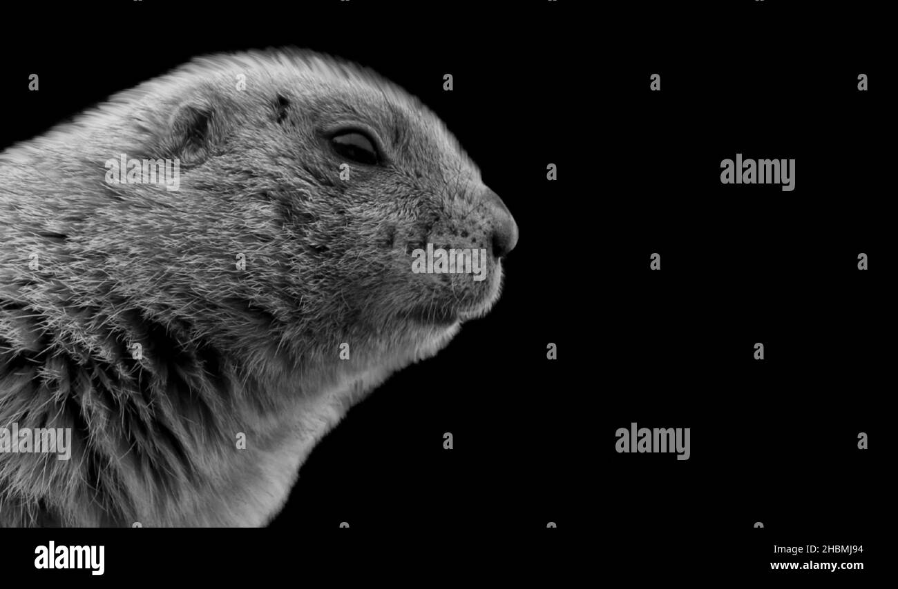 Prairie portrait hi-res stock photography and images - Alamy