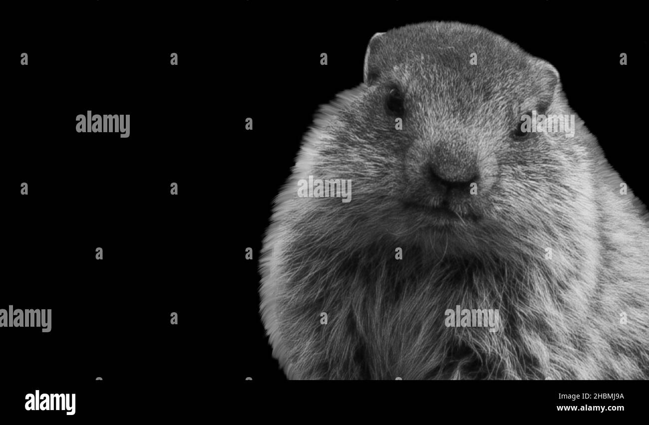 Fauna marmot Black and White Stock Photos & Images - Alamy