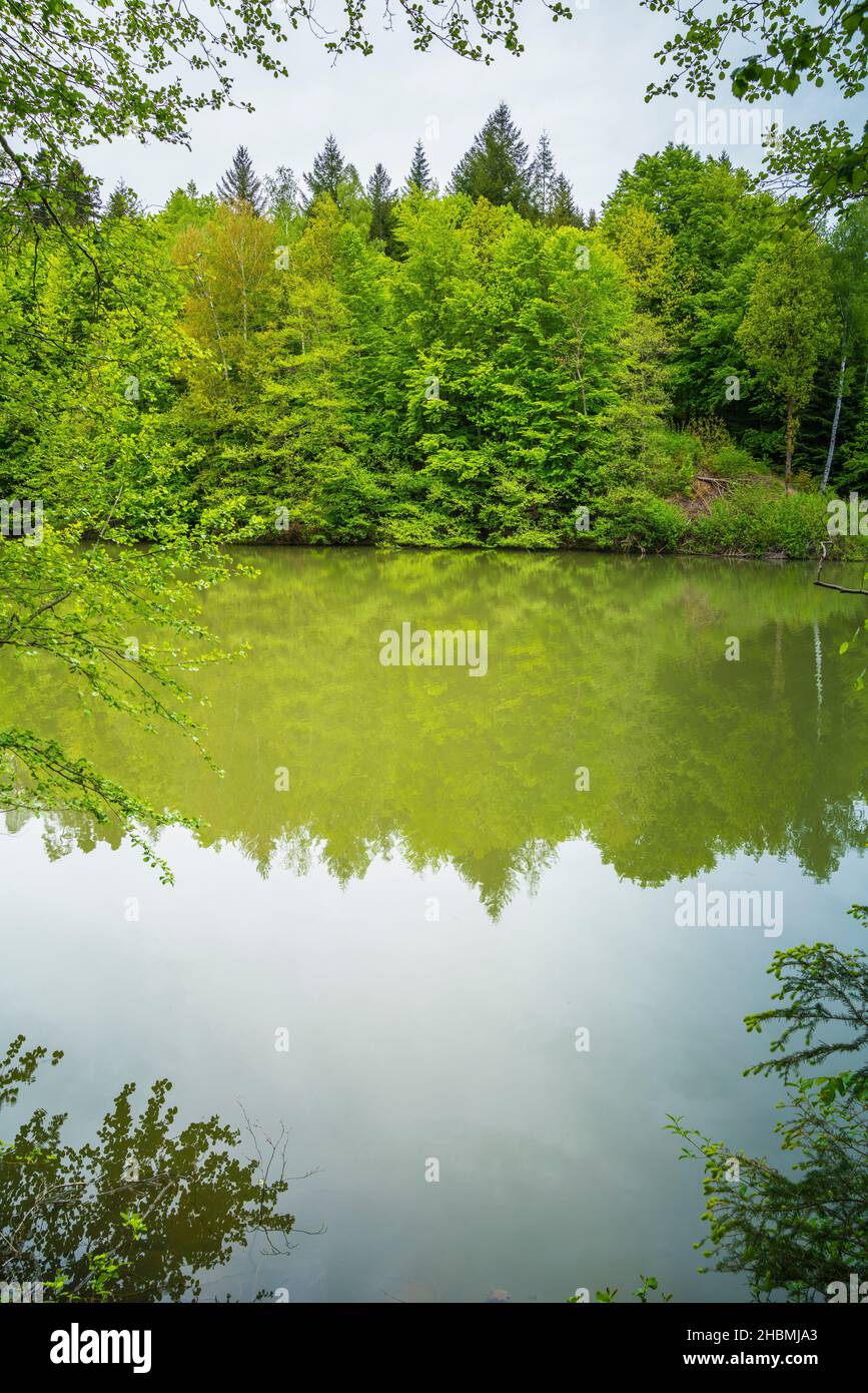 Germany, Lake water of Herrenbachstausee reflecting green forest and ...