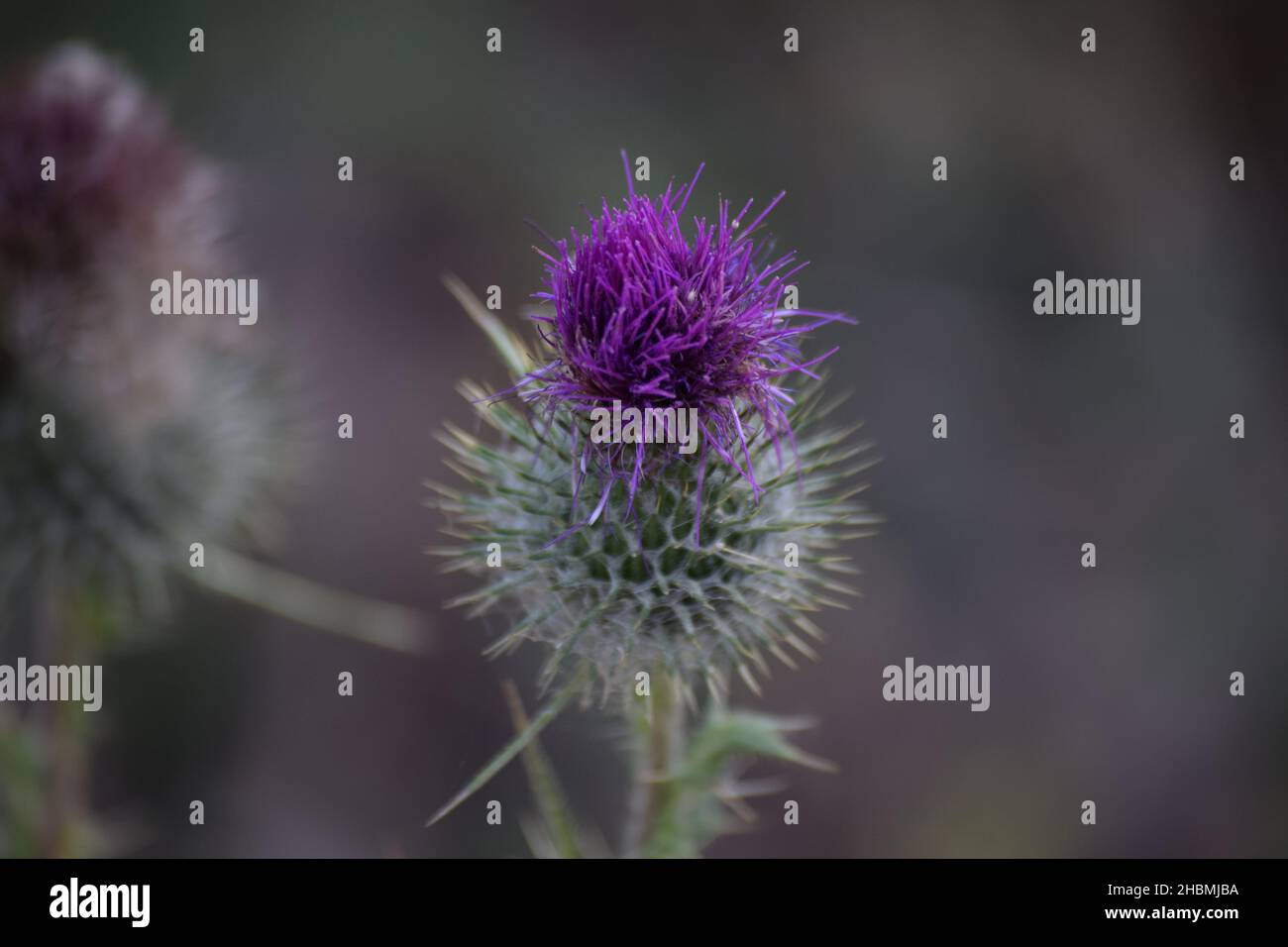 A closeup shot of a violet thistle flower Stock Photo - Alamy