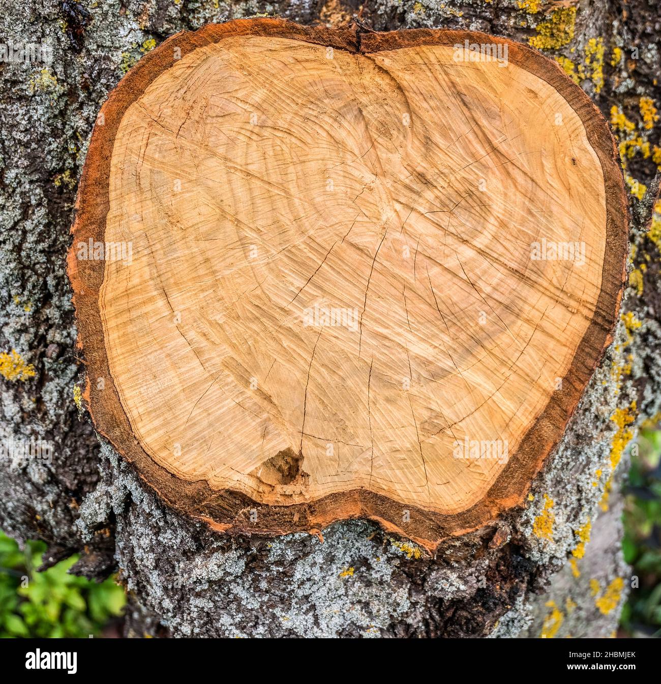 A closeup shot of wood texture of cut tree Stock Photo - Alamy