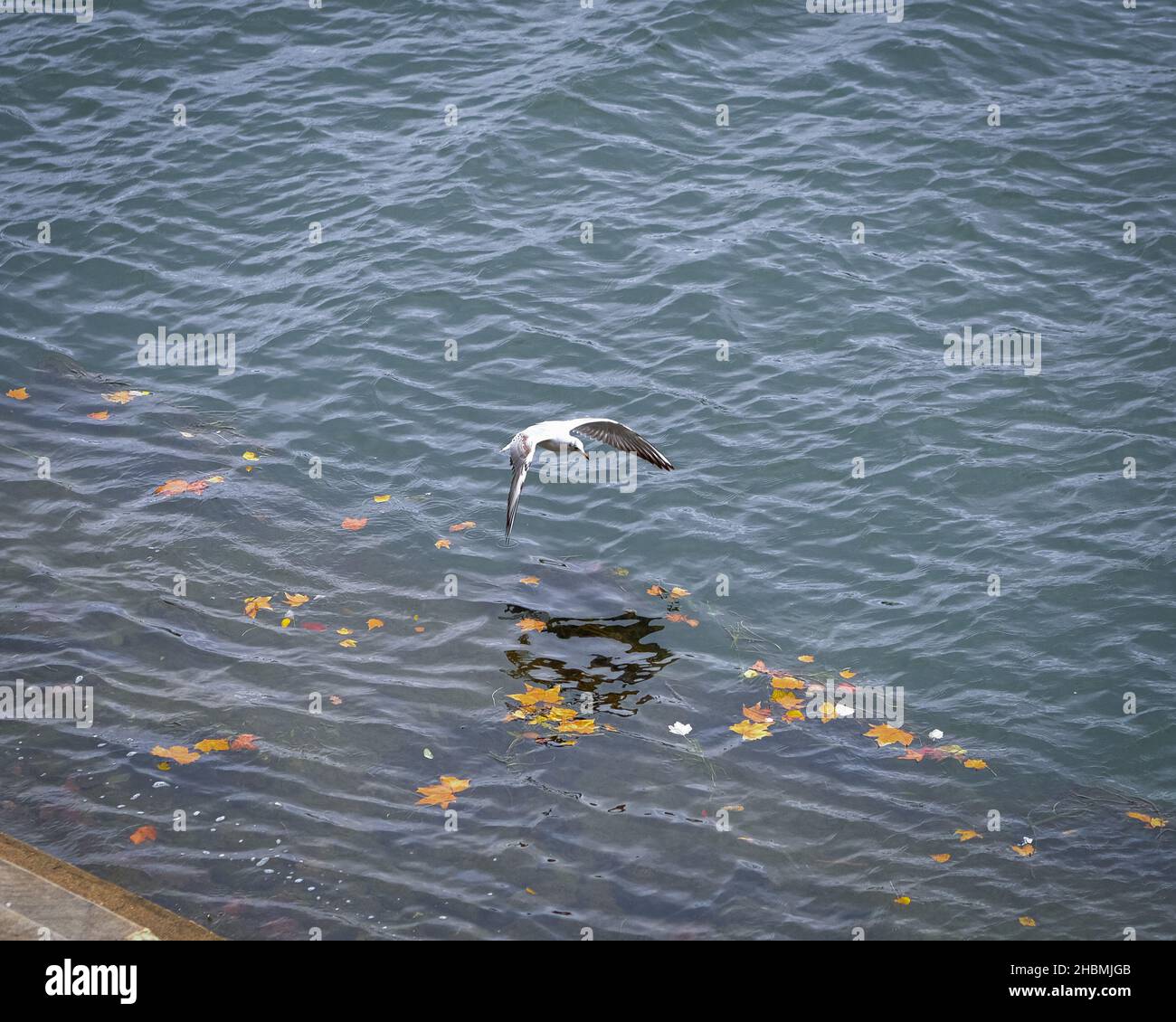The white and black sea gull flying above the sea while reflecting in ...