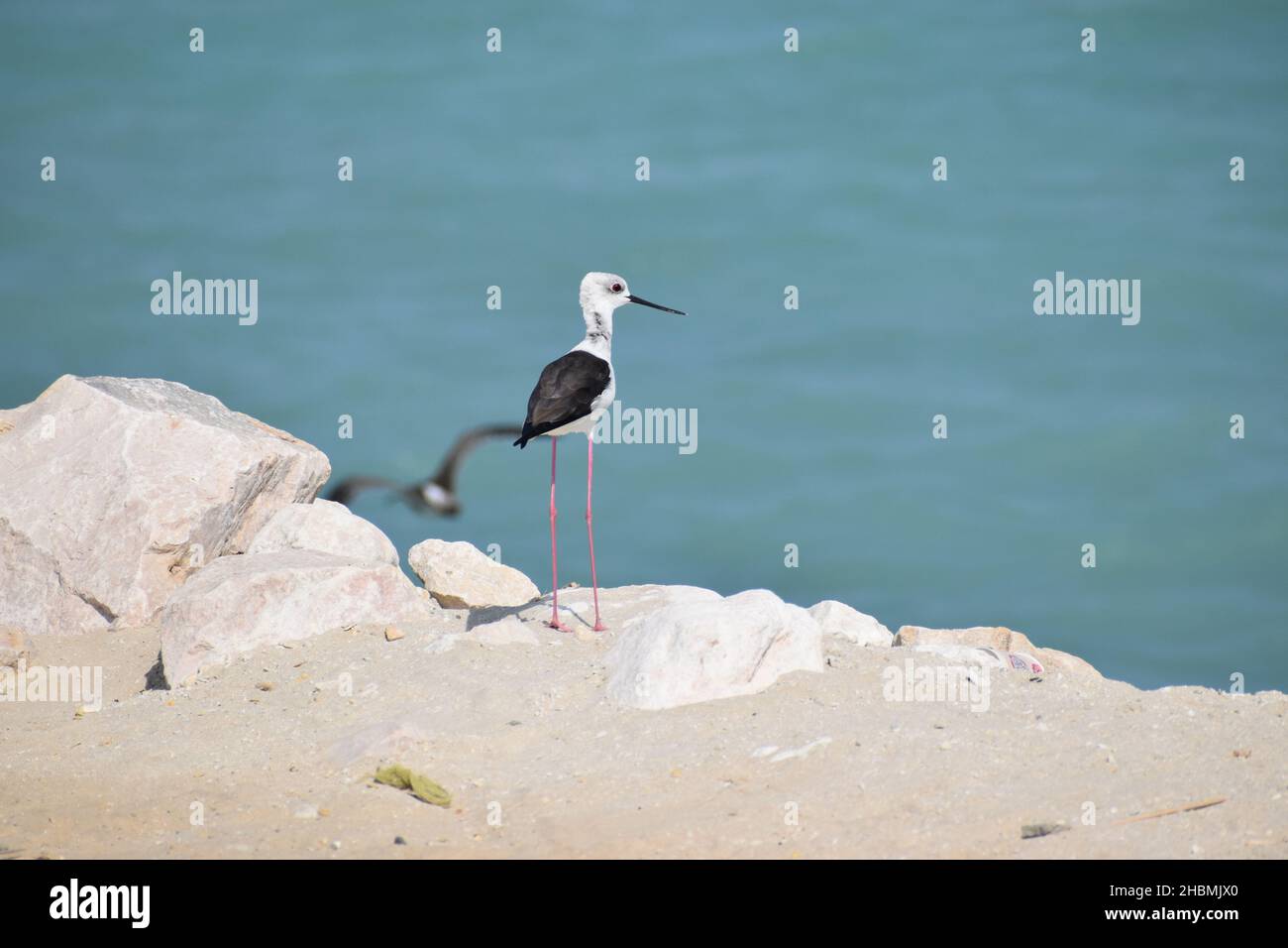 A closeup of Black-winged stilt standing on a roc Stock Photo - Alamy