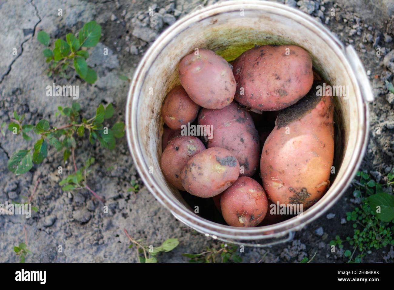 CLoseup view of red potatoes desiree in white bucket standing on ground ...