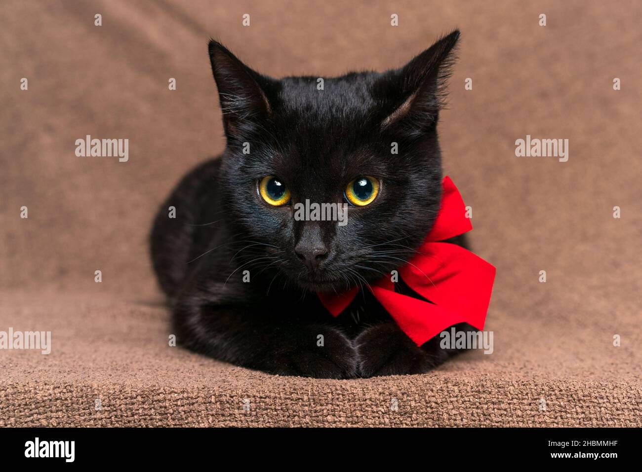 Stylish black cat in a red bow around his neck lies on a beige rag ...