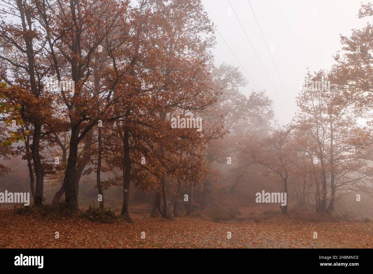 Α plane tree forest on the mountains of Corinthia, Greece. The fog ...