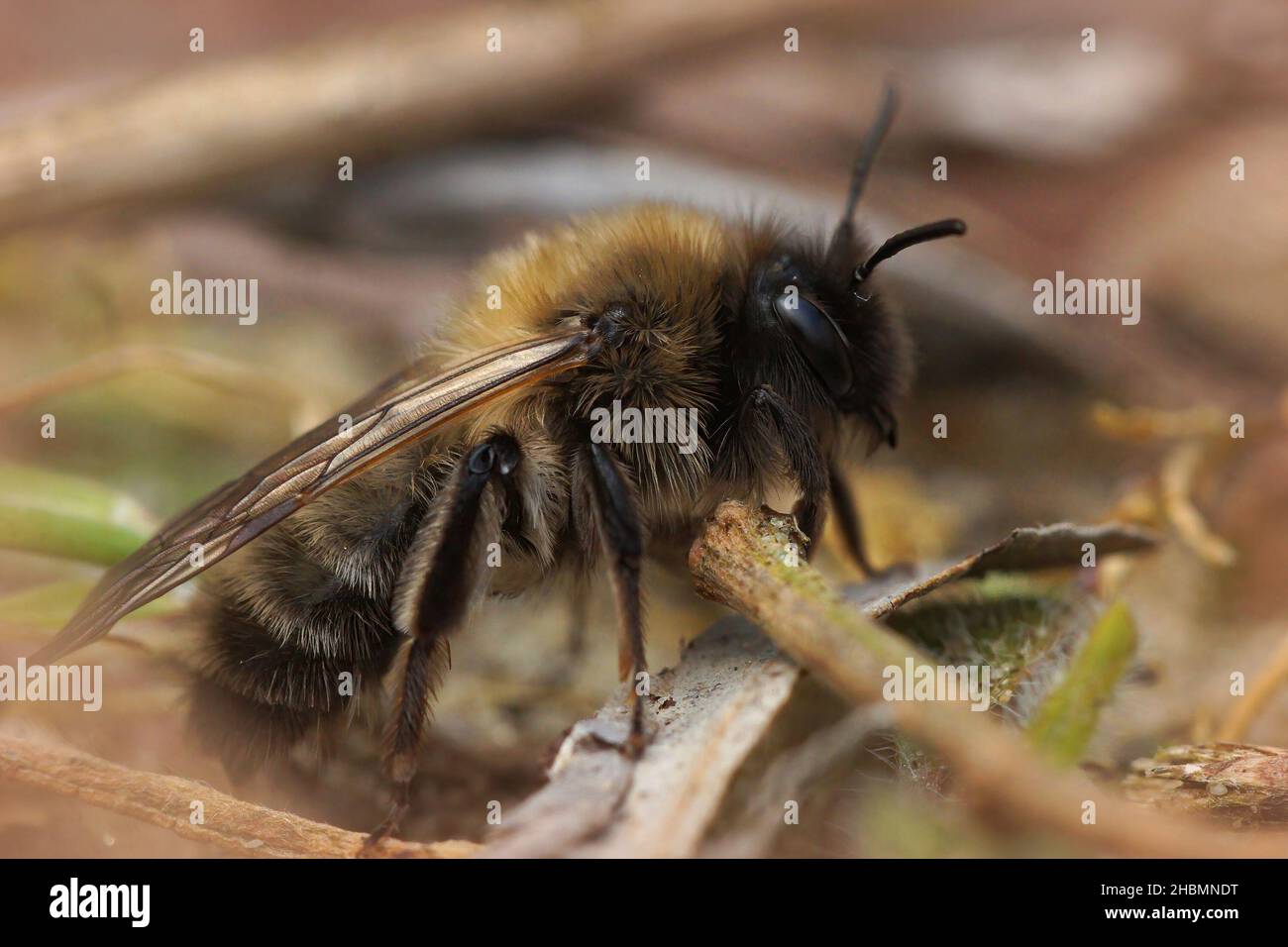 An endangered dawn mining bee , Andrena nycthemera , European red list ...