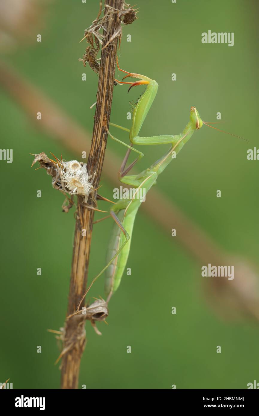 Closeup on the green praying mantis , Mantis religiosa, in the Gard ...