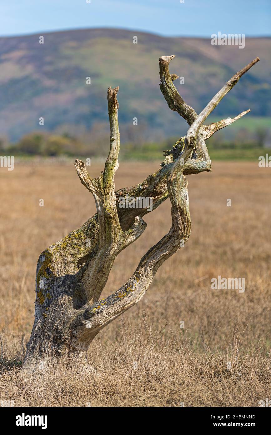 A scenic springtime view across the salt marshes in Porlock Bay in ...